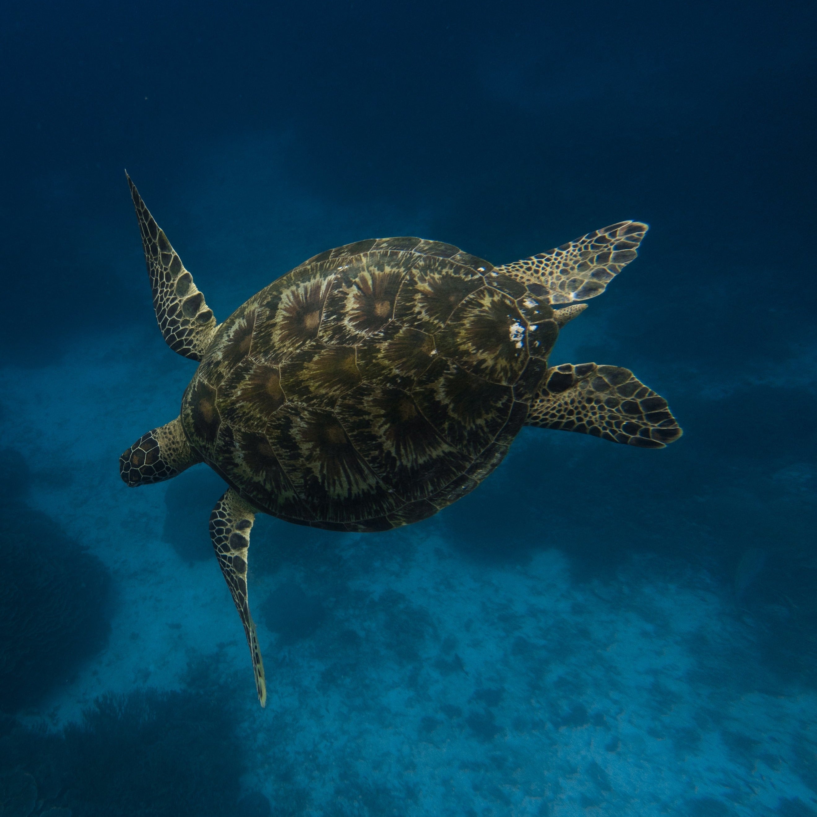 Fun Dive Padangbai [2 dives] – Orana Dive Center